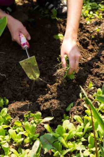 Tips to Control Garden Pests without Harming the Soil - Mother Earth Living